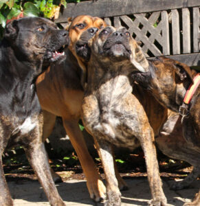 Lovlos Alanos - Passionnément Alano, exclusivement Alano