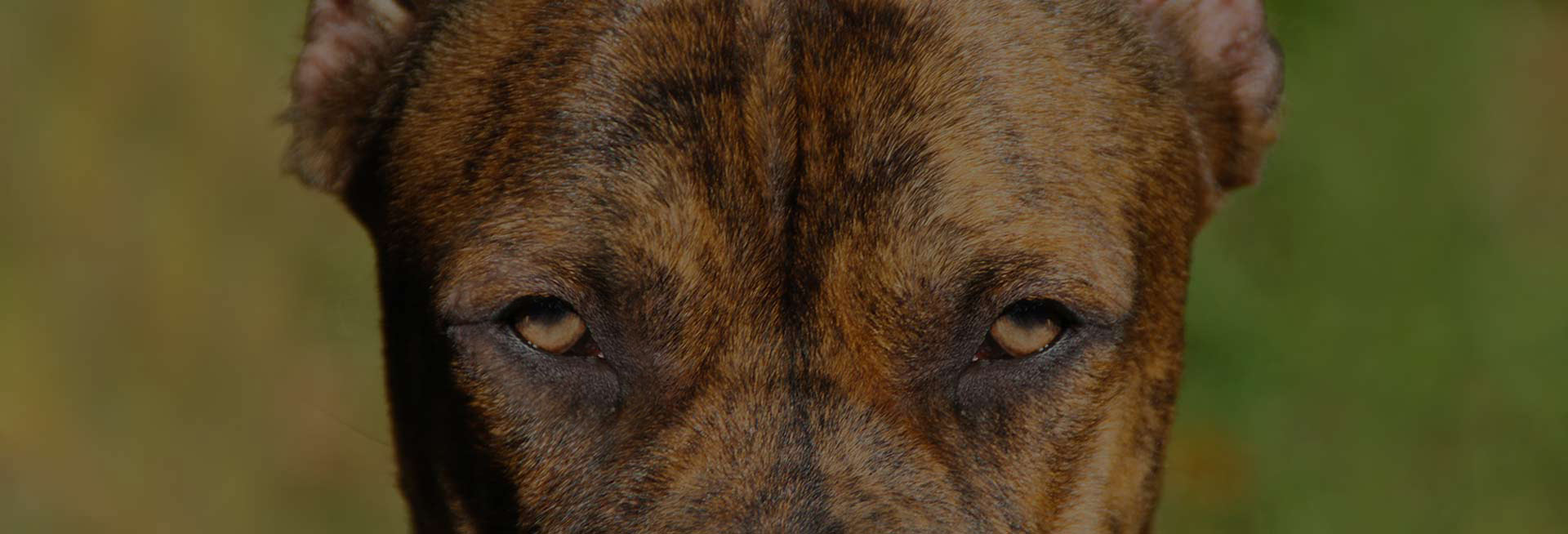 Lovlos Alanos - Passionnément Alano, exclusivement Alano